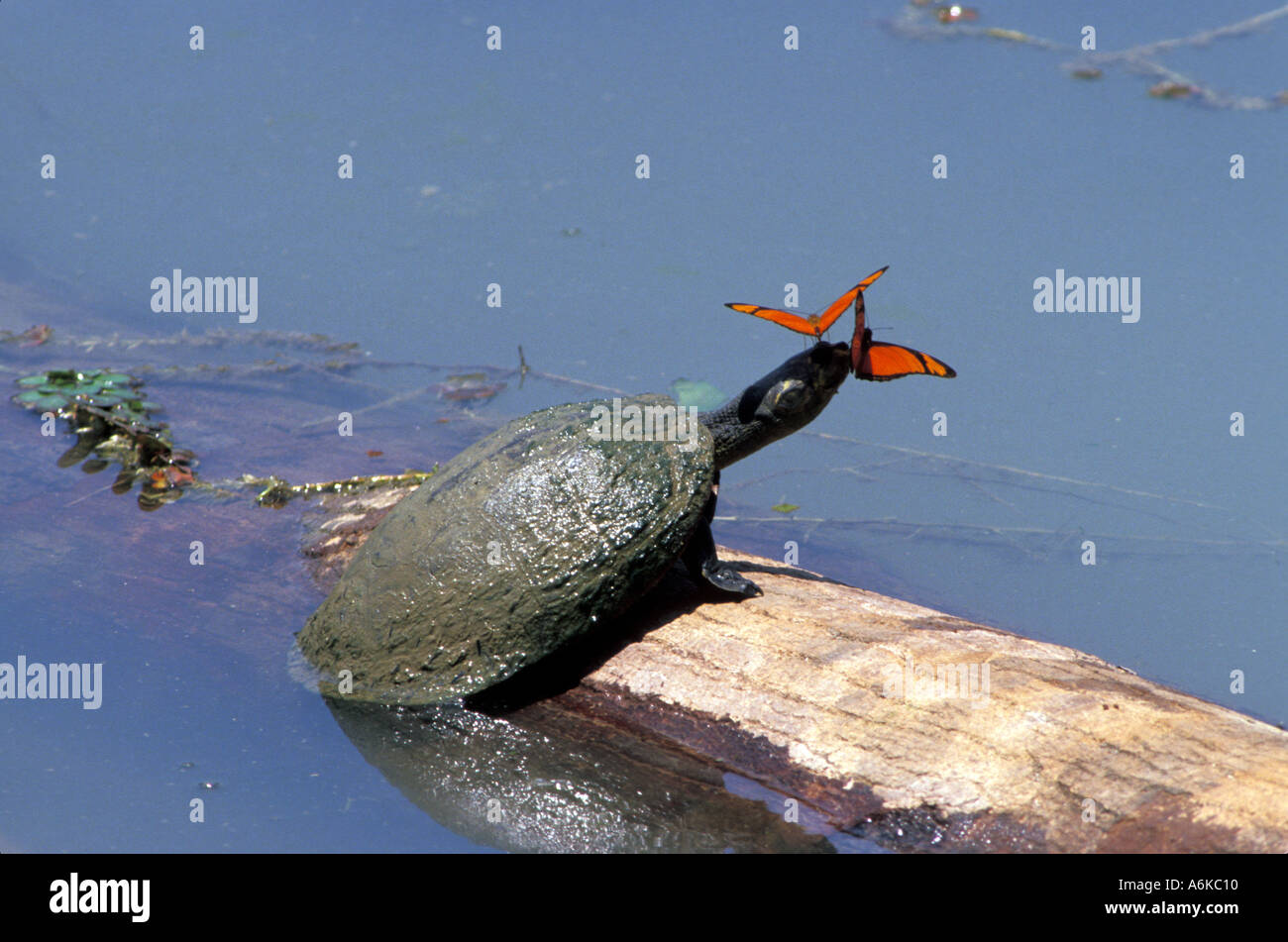 Sideneck turtle hi-res stock photography and images - Alamy