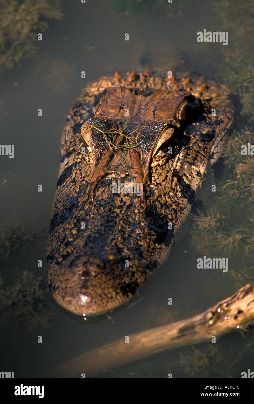 REPTILE CAIMAN Black Stock Photo - Alamy