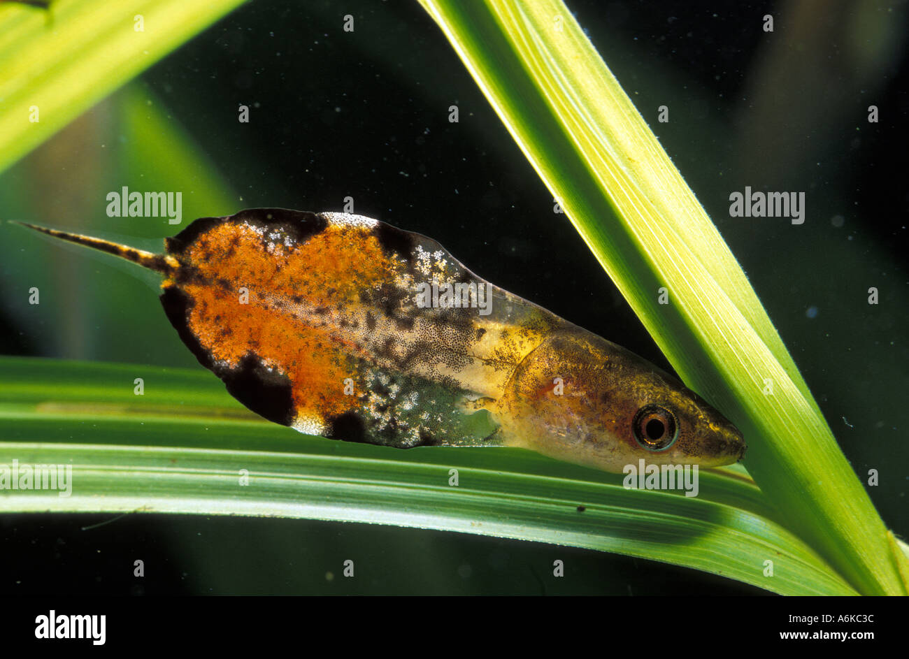 AMPHIBIAN FROG Tree Stock Photo - Alamy