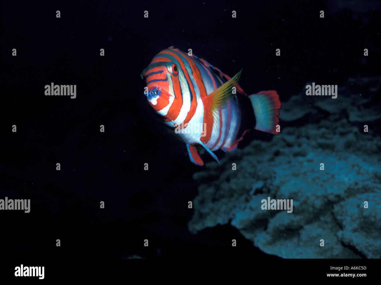 Tusk fish hi-res stock photography and images - Alamy