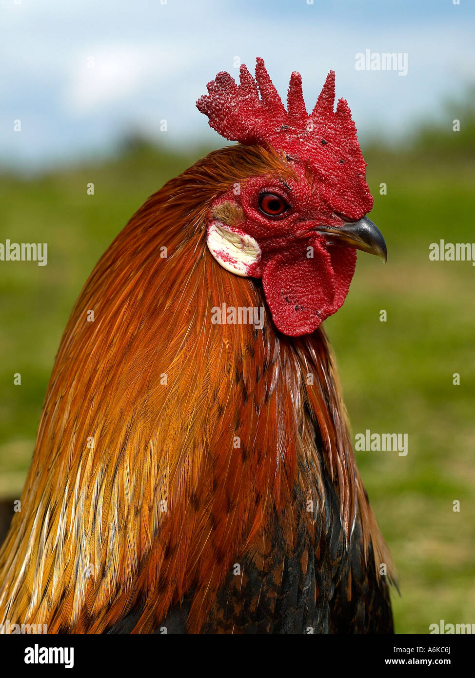 Indiegogo Red Rooster