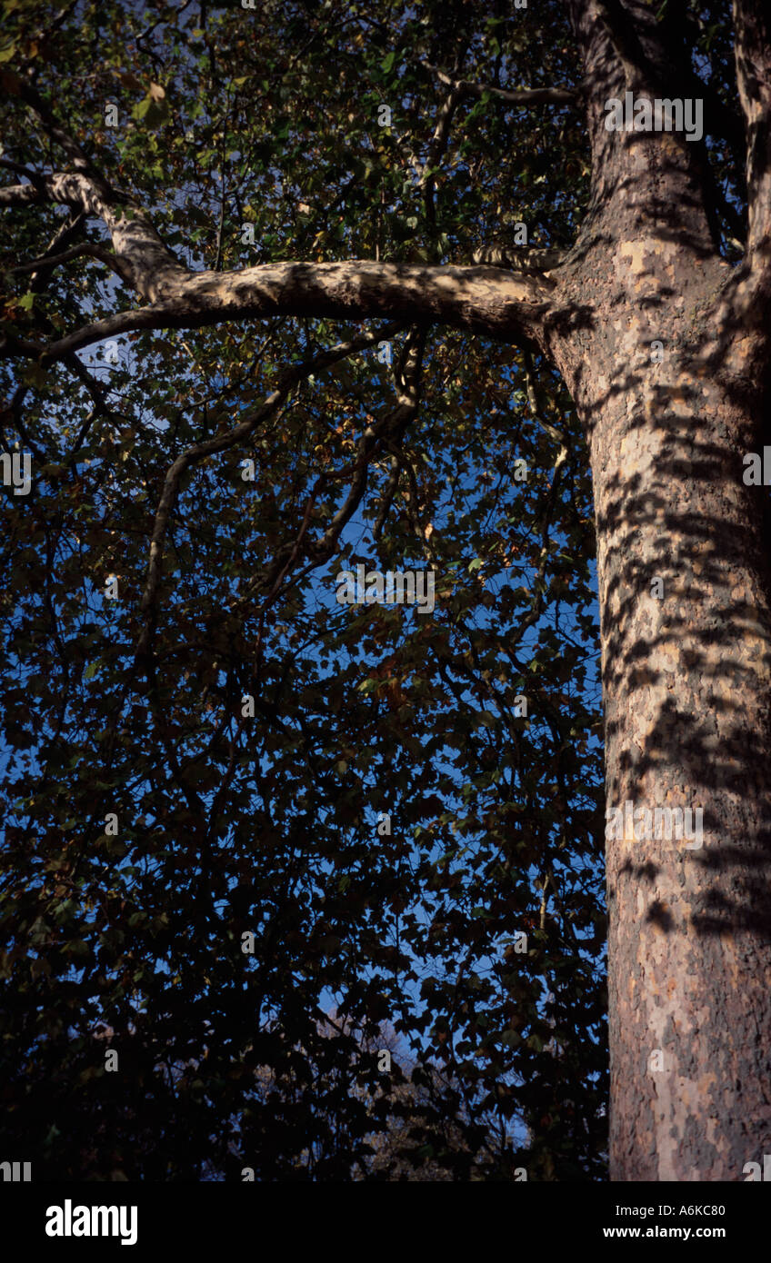 The trunk and leaves of the Silver Birch tree - Betula Pendula - London ...