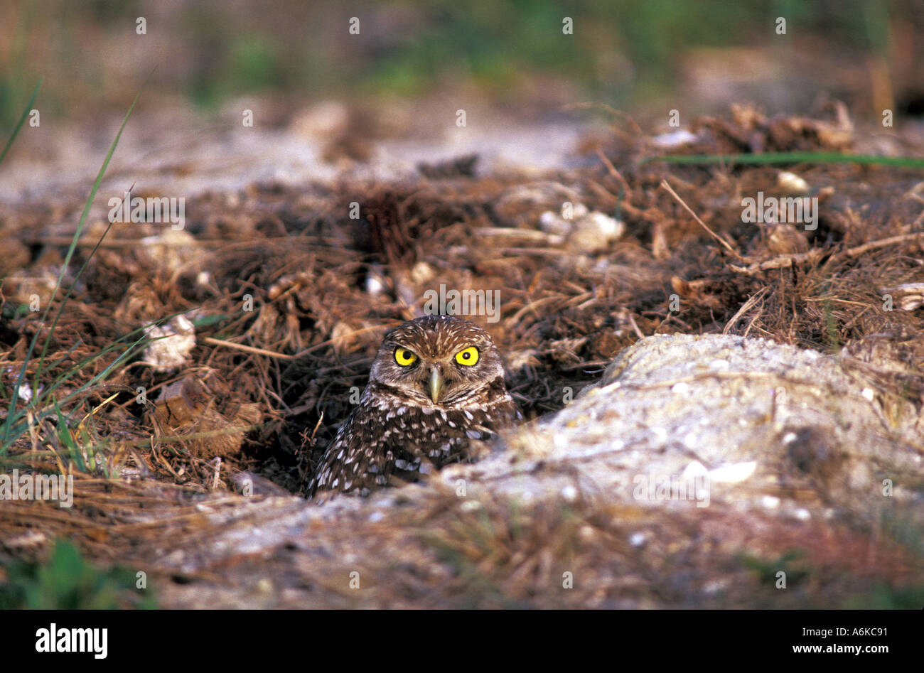 BIRD OWL Burrowing Stock Photo - Alamy