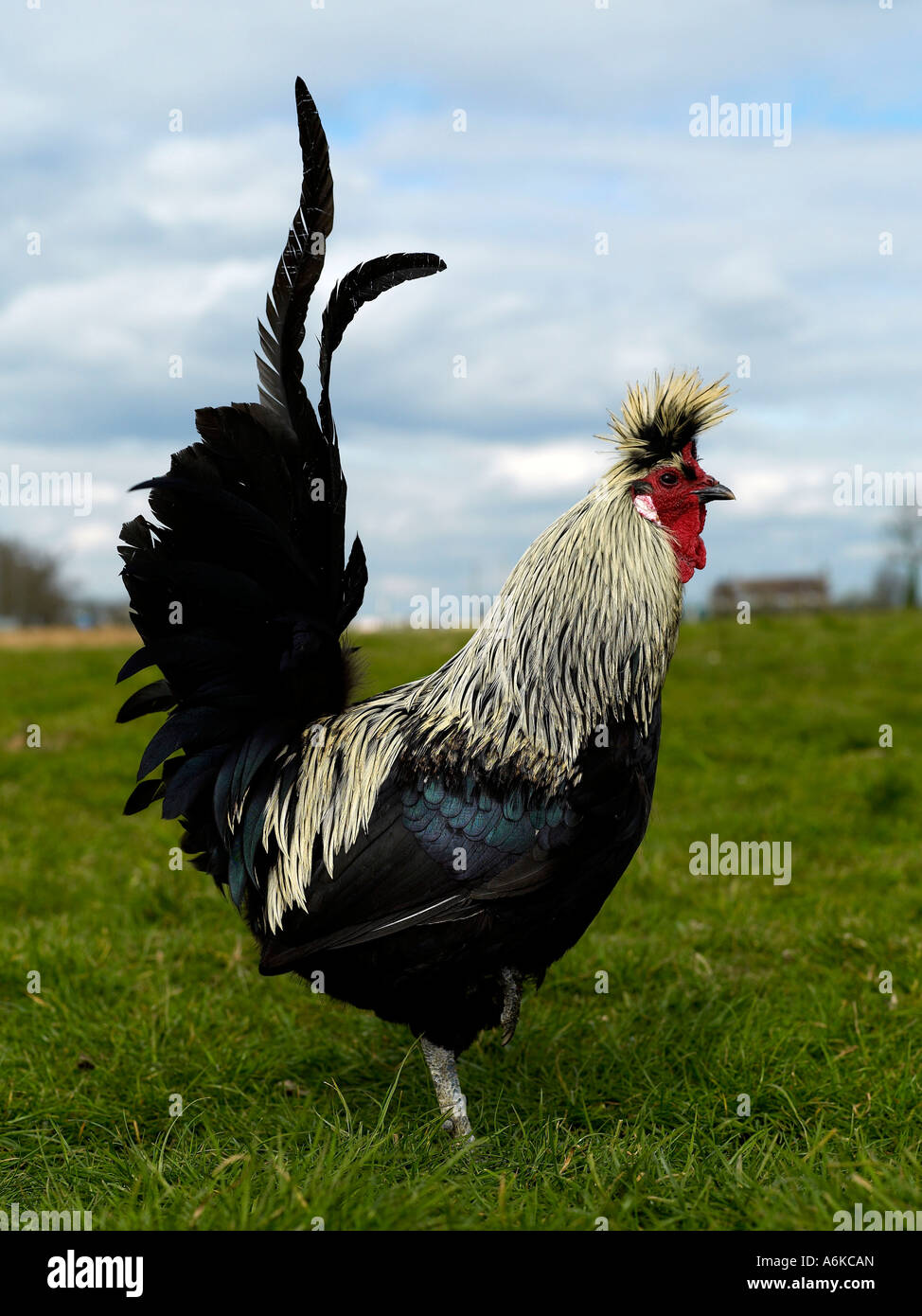 Colorful rooster striking plumage hi-res stock photography and images ...
