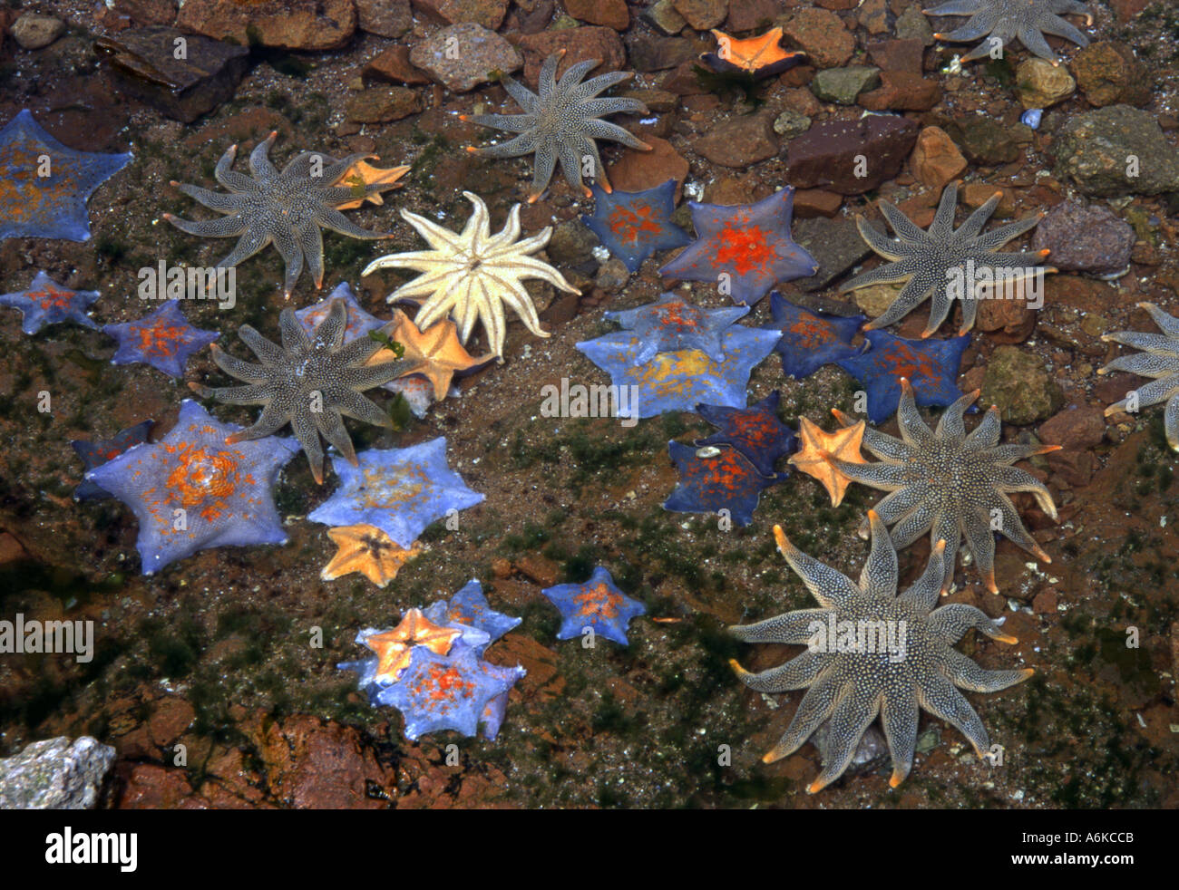 Yellow sea china nature reserve hi-res stock photography and images - Alamy