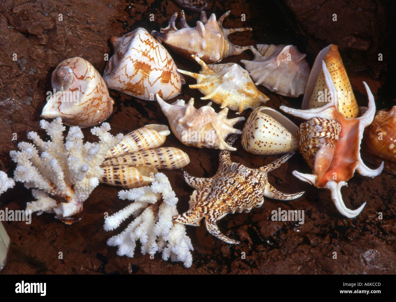 Yellow sea china nature reserve hi-res stock photography and images - Alamy