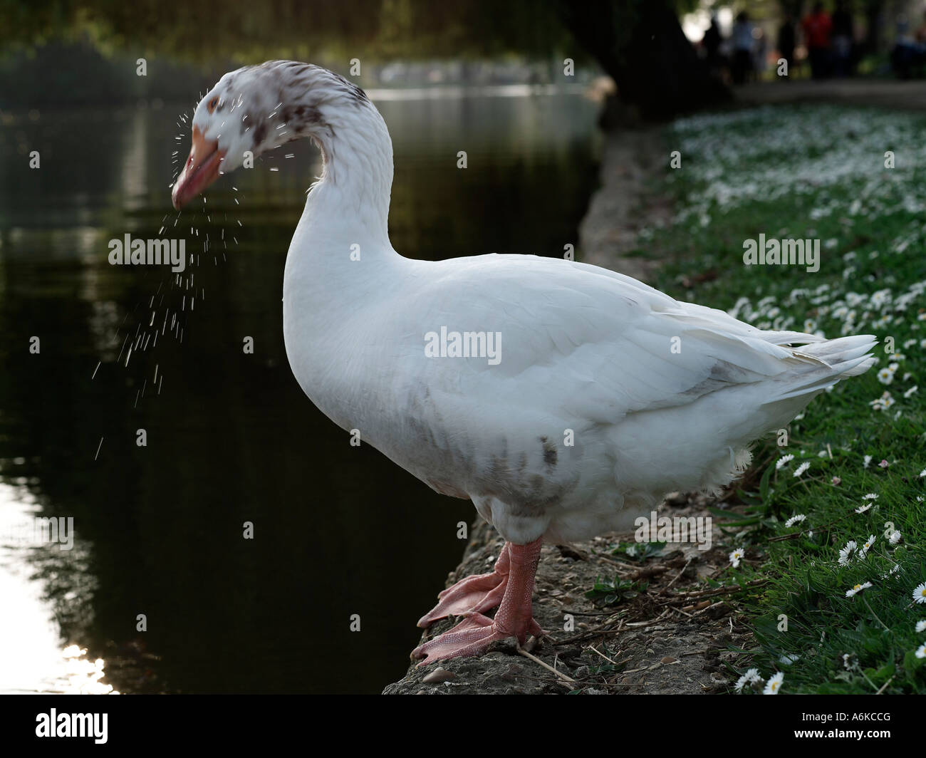 A mottled goose shaking his wet head with water flying off Stock Photo ...