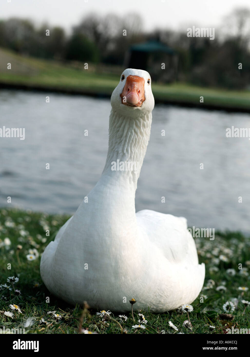 Silly goose hi-res stock photography and images - Alamy