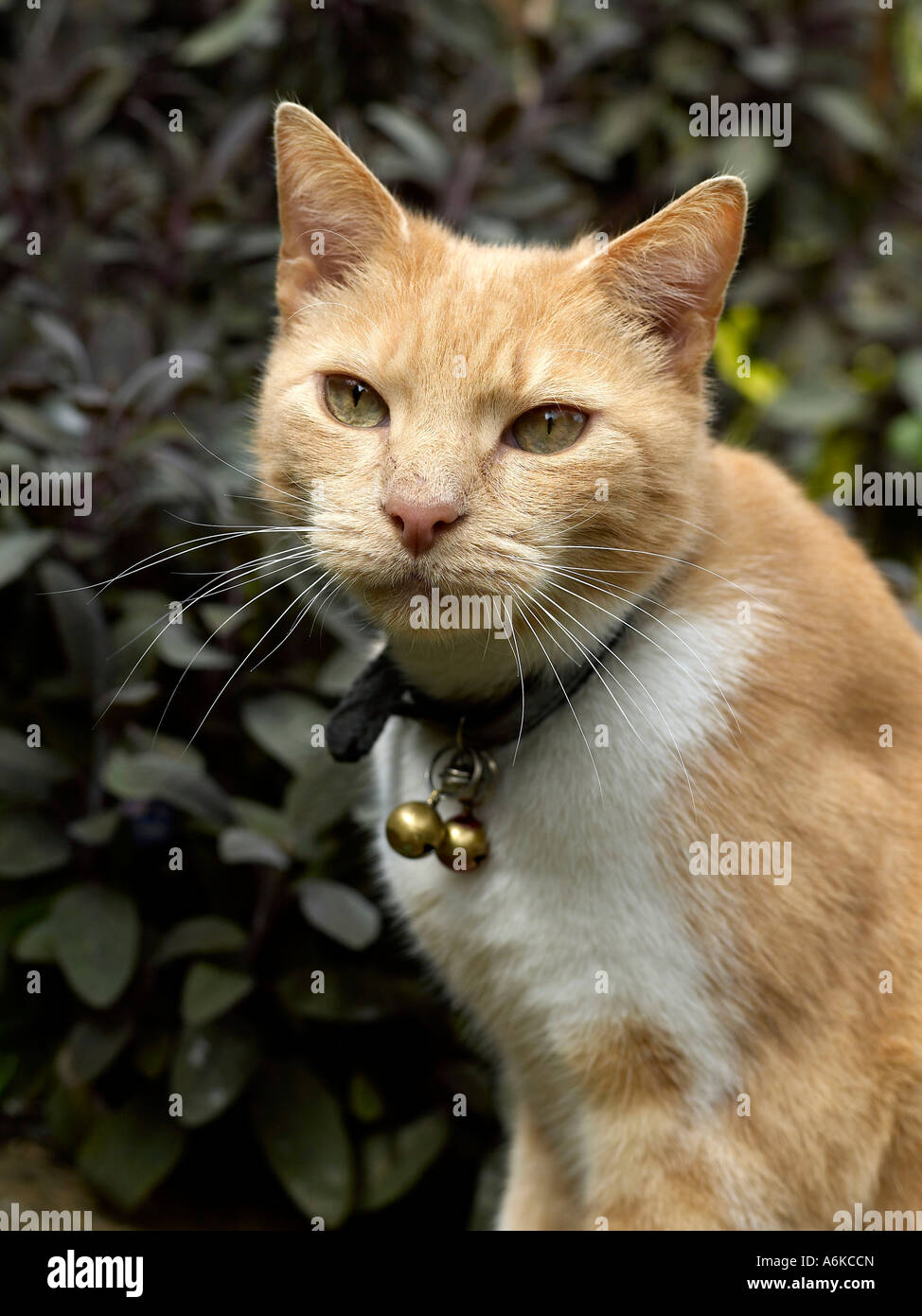 A ginger cat in the garden Stock Photo - Alamy