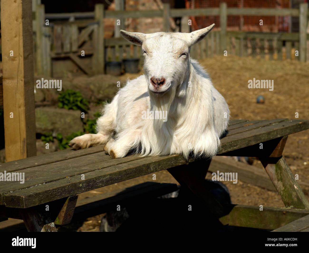 A white goat sitting on top of a table smiling in the sunshine Stock ...