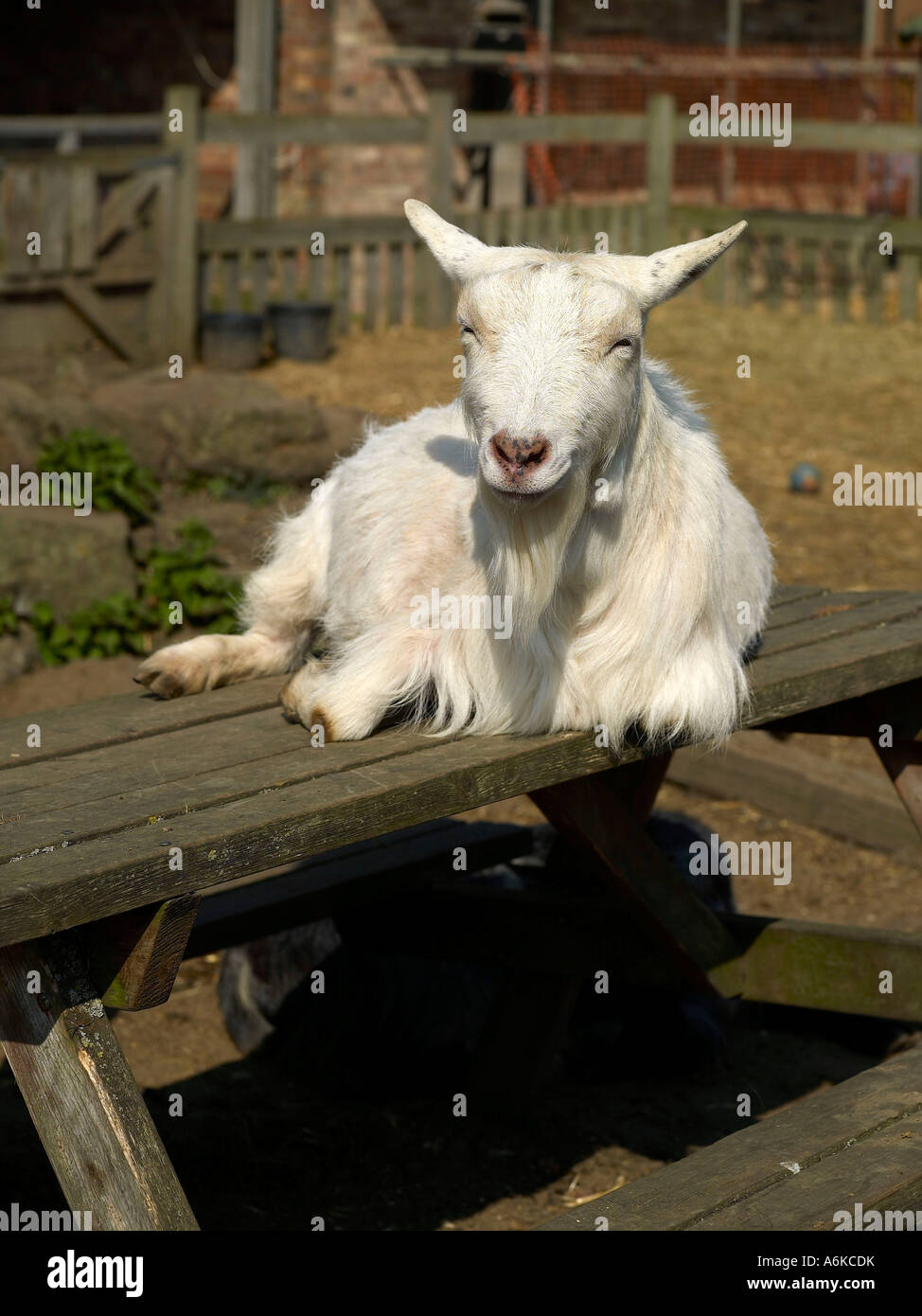 A white goat sitting on top of a table smiling in the sunshine Stock ...