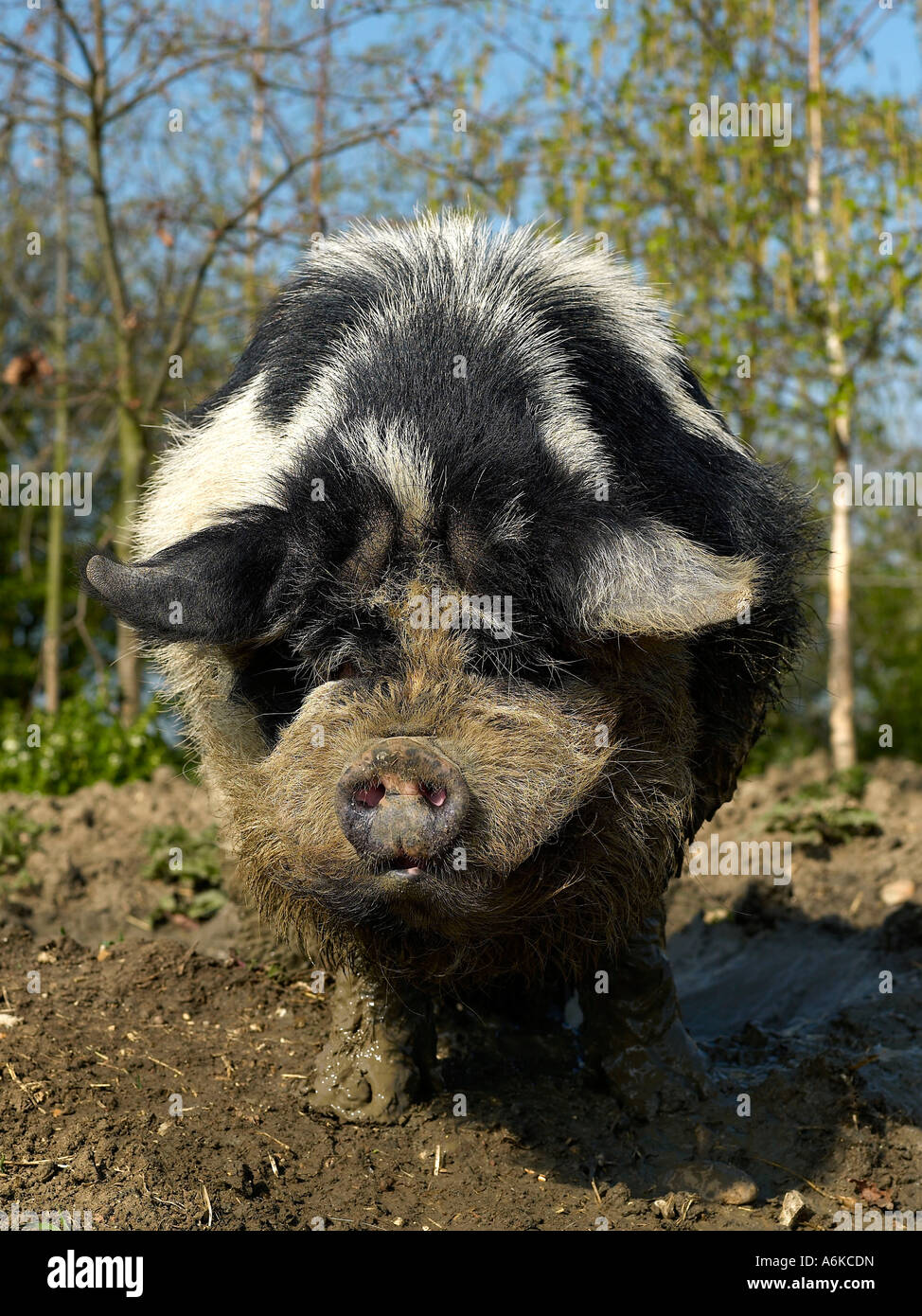 A kune kune pig standing in the mud Stock Photo - Alamy