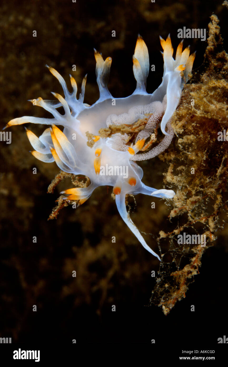 yellow sea slug laying eggs Stock Photo - Alamy