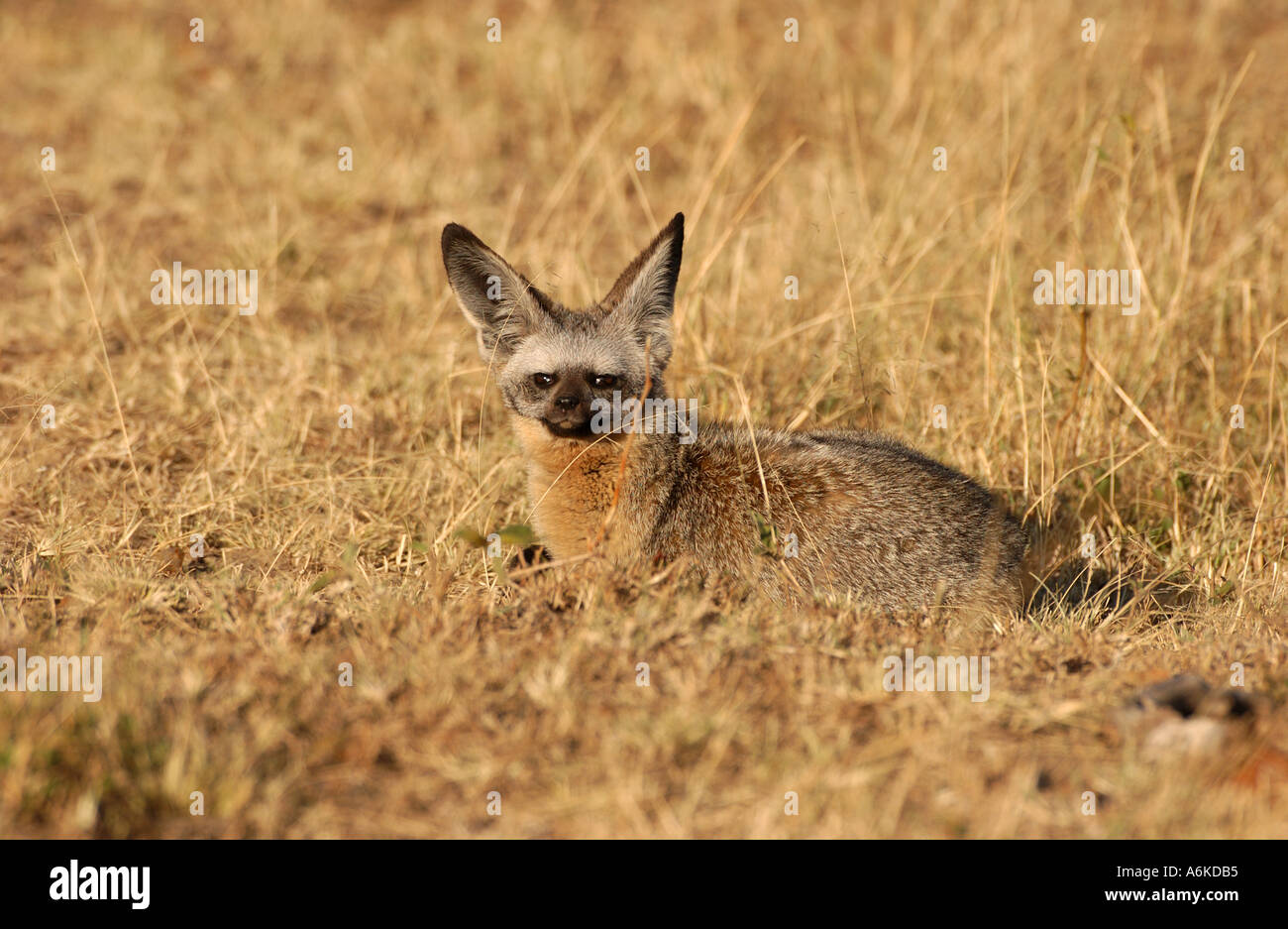 Bat eared Fox sitting in grass Masaii Mara Kenya Stock Photo - Alamy