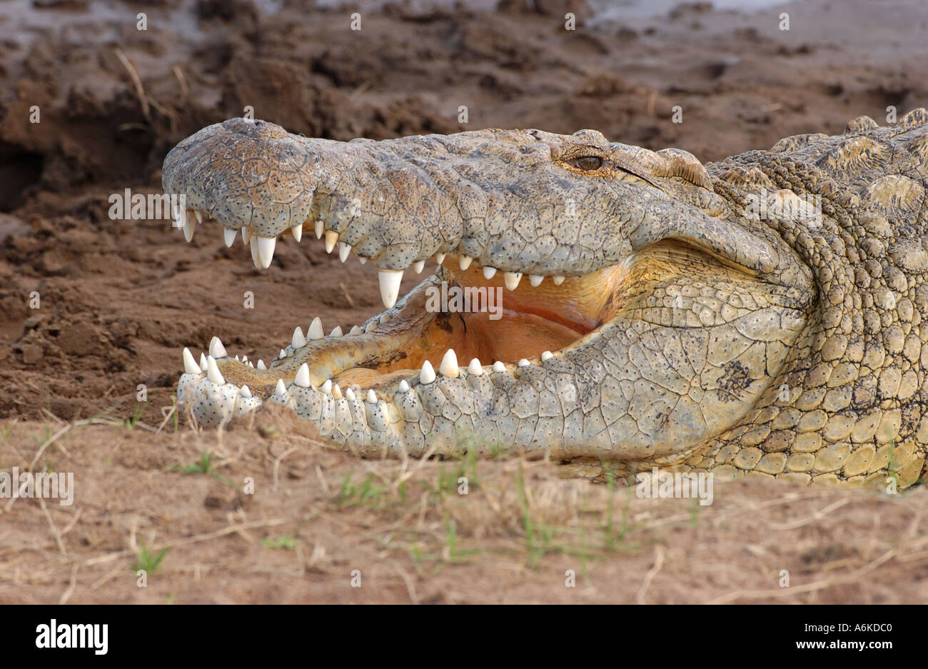 Nile crocodile close up of head and open jaws Mara River Kenya Stock ...