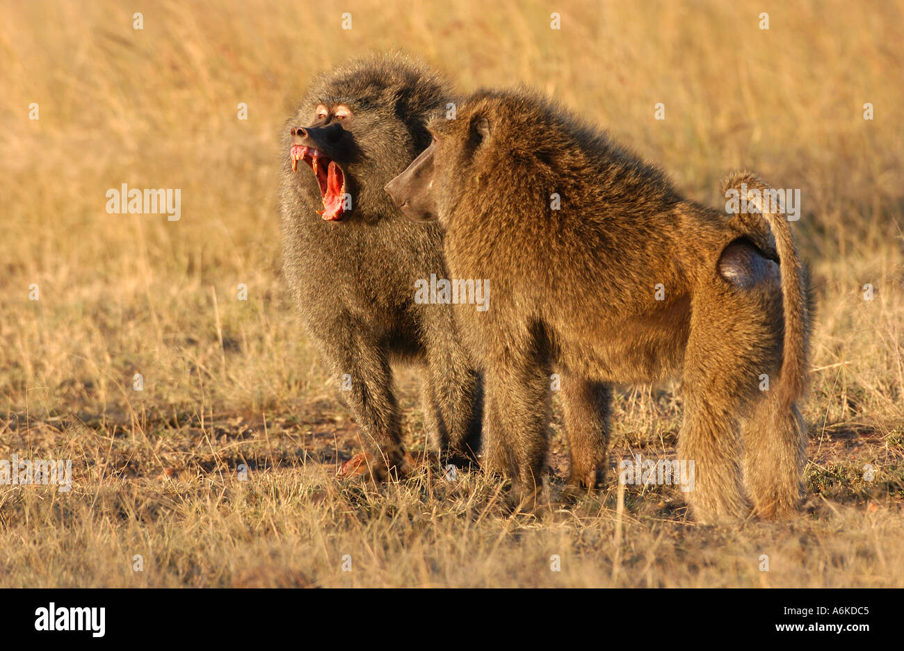 Baboon aggressive male hi-res stock photography and images - Alamy