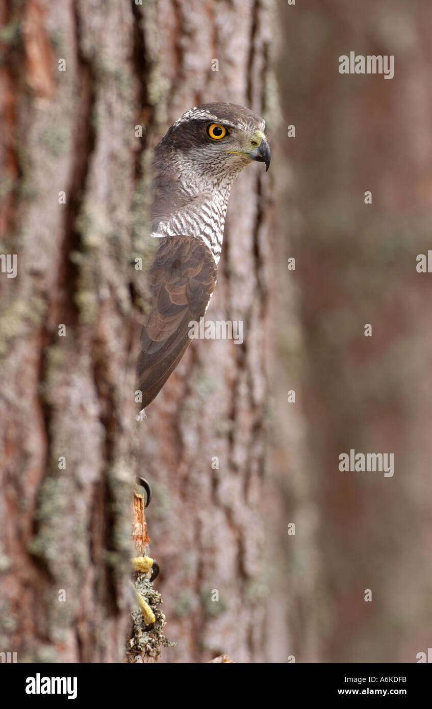 Goshawk peering through a row of pine trees Stock Photo - Alamy