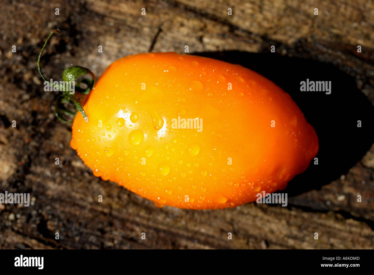YELLOW ORANGE ROMA PLUM EGG TOMATO HORIZONTAL BAPDB5620 Stock Photo - Alamy