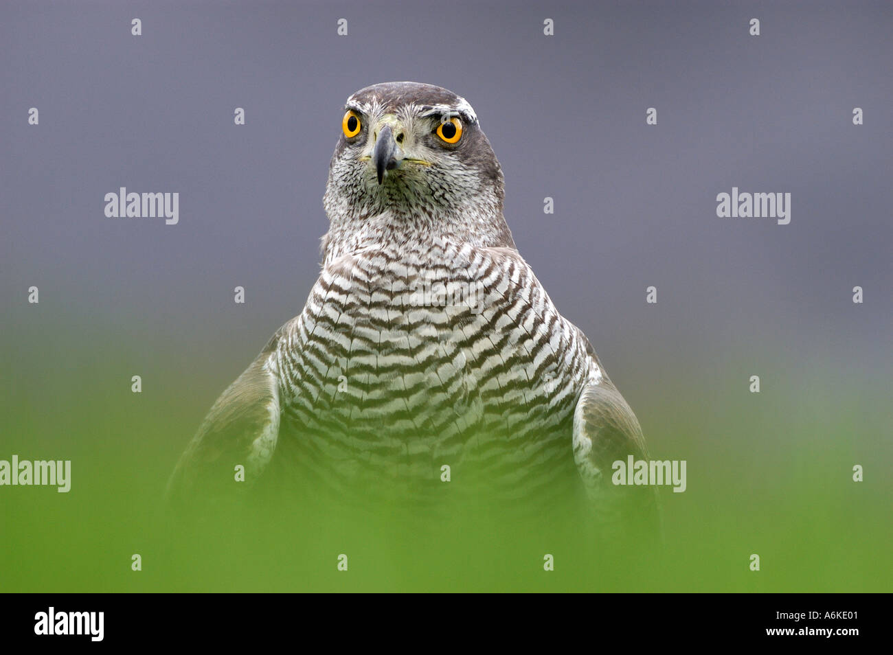 British goshawk hi-res stock photography and images - Alamy