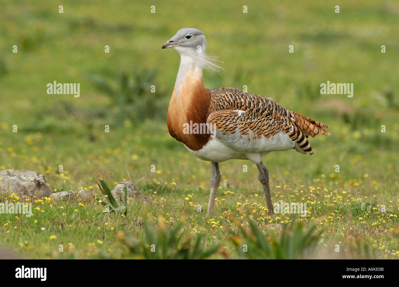 Male great hi-res stock photography and images - Alamy