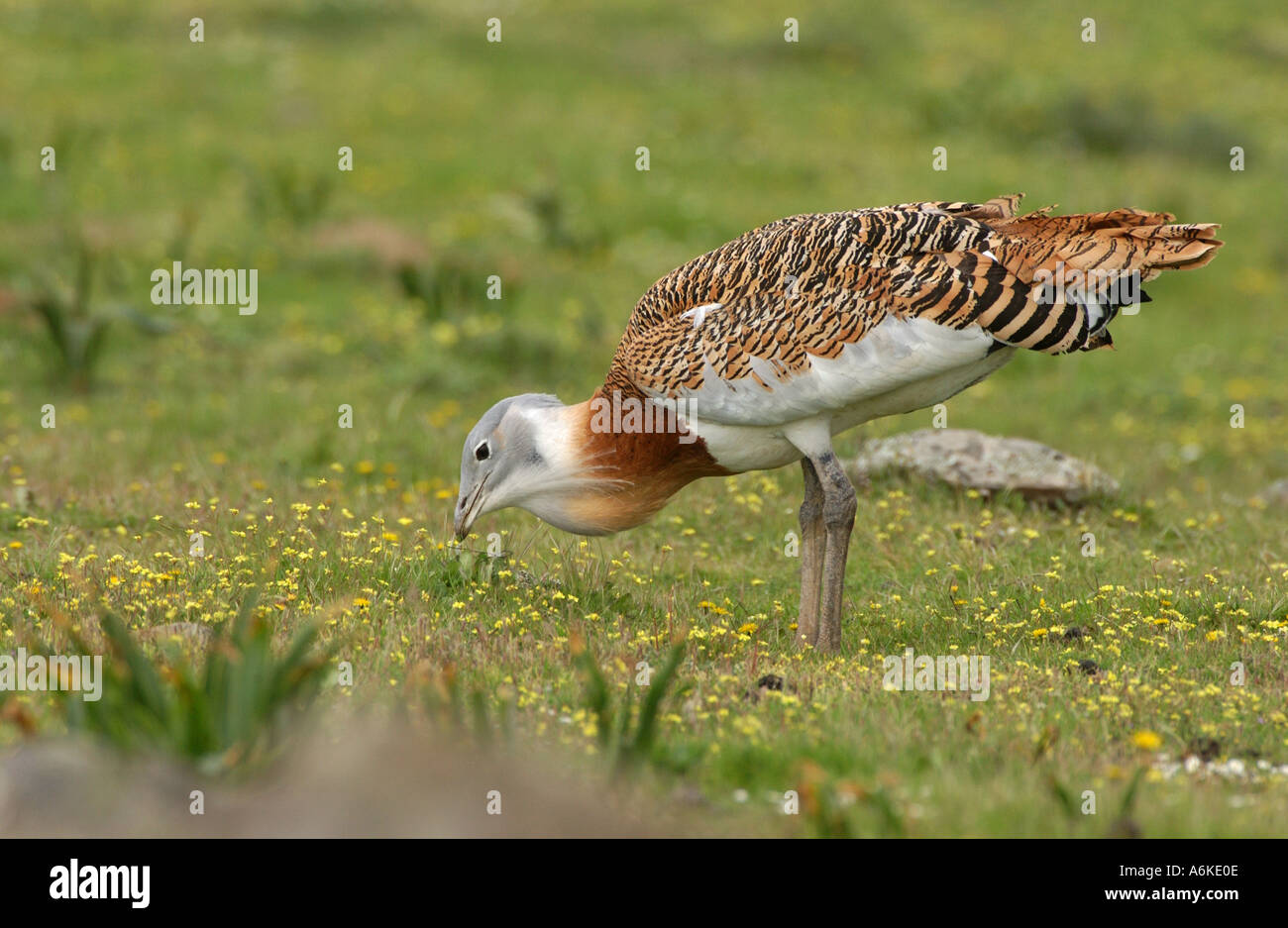 Male Great Bustard feeding in meadow Stock Photo - Alamy