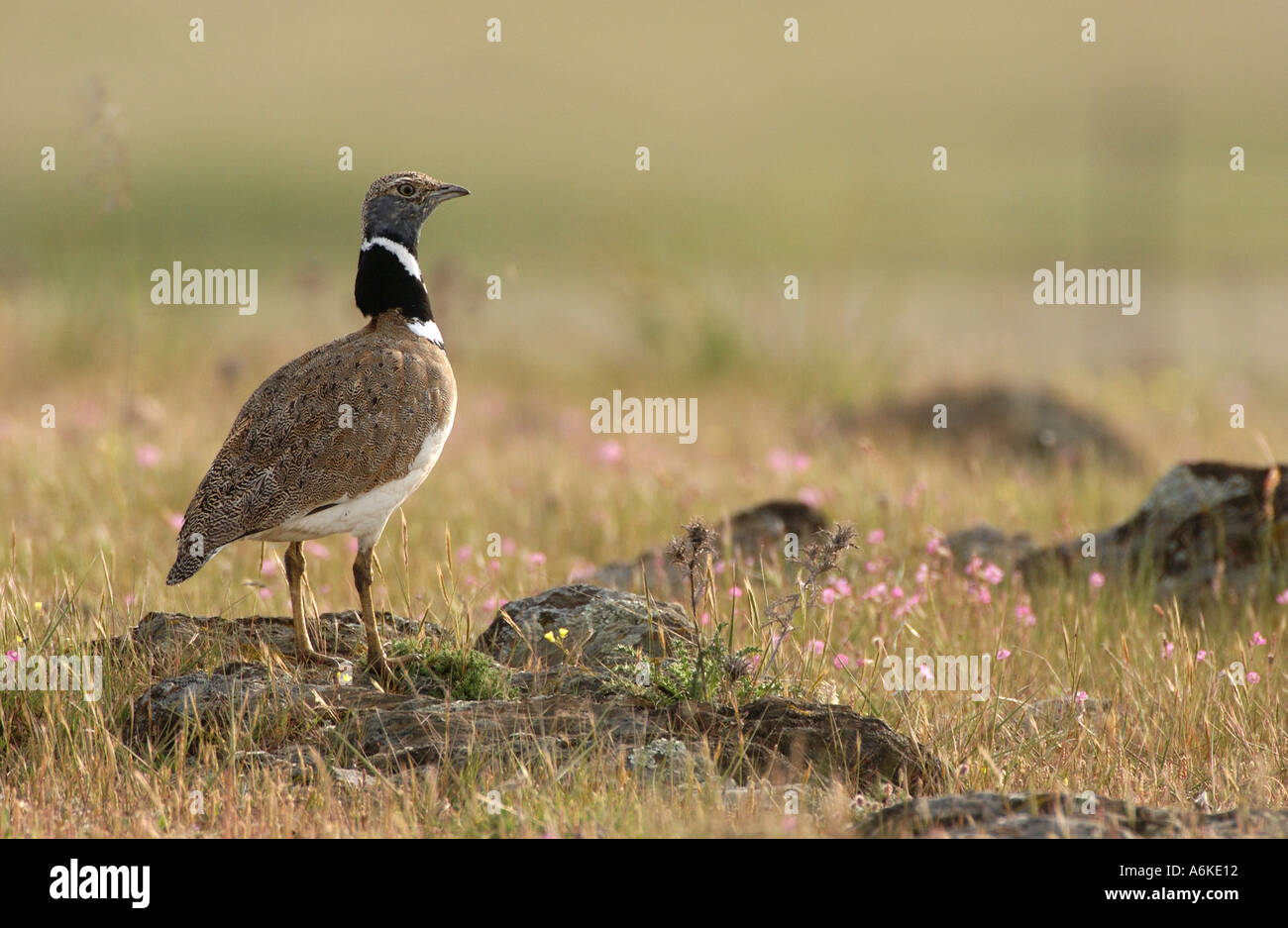 Male Little Bustard Stock Photo - Alamy