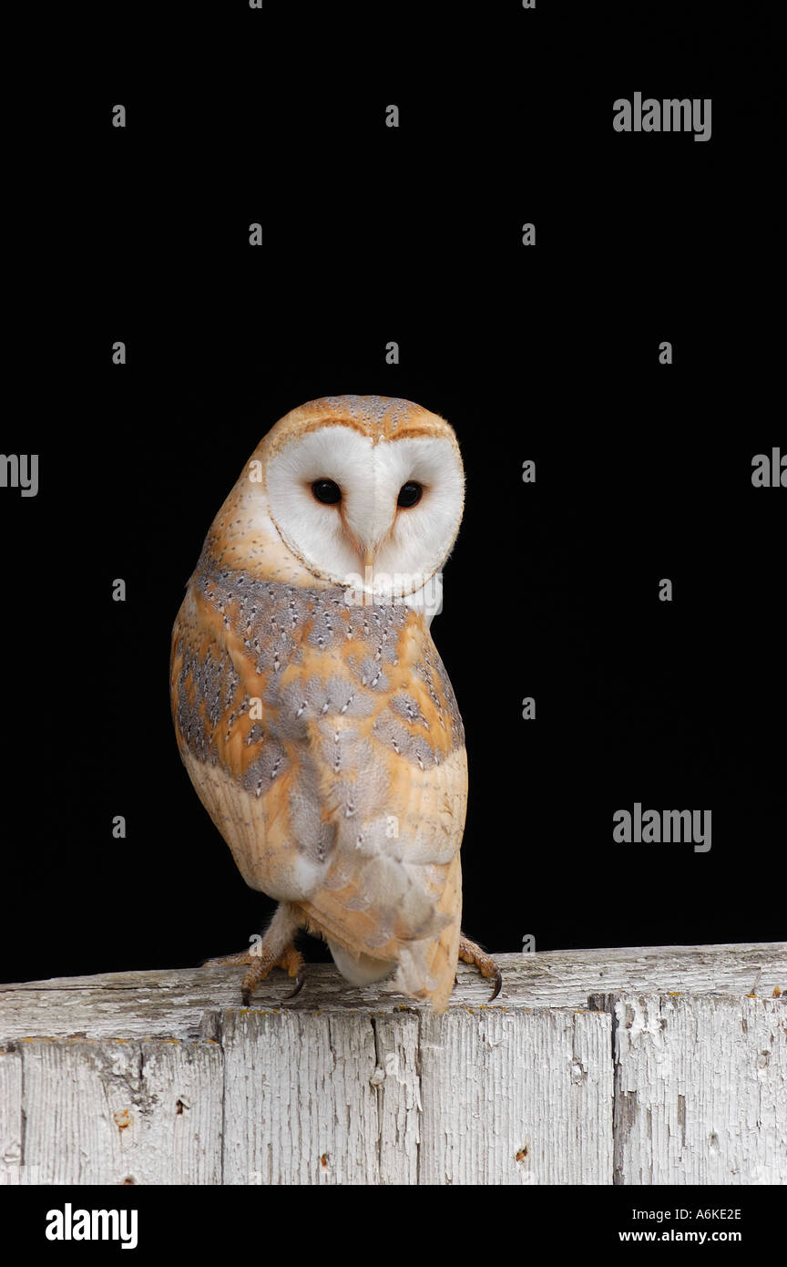 Barn Owl perched on barn door Stock Photo - Alamy