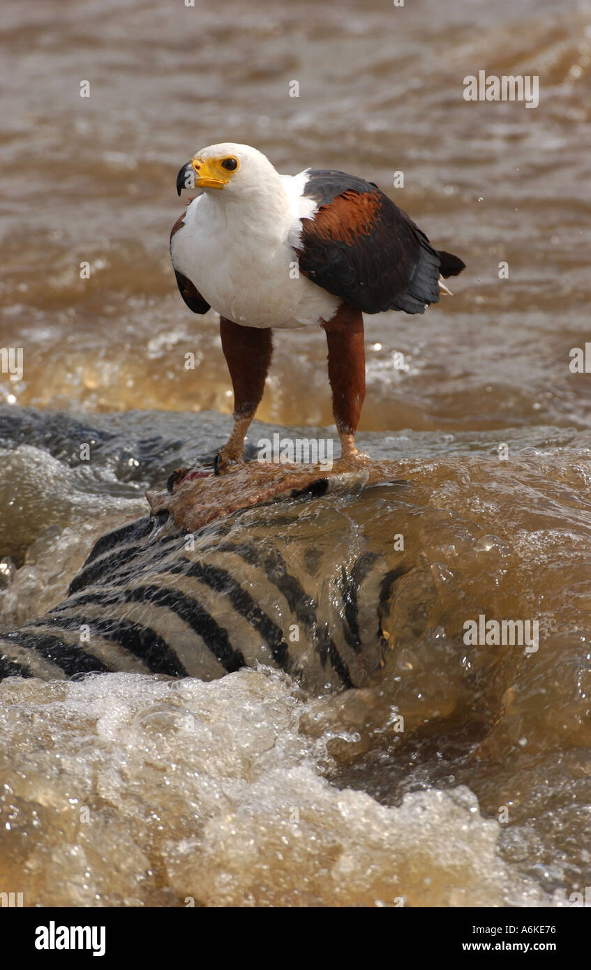 Mara river fish hi-res stock photography and images - Alamy