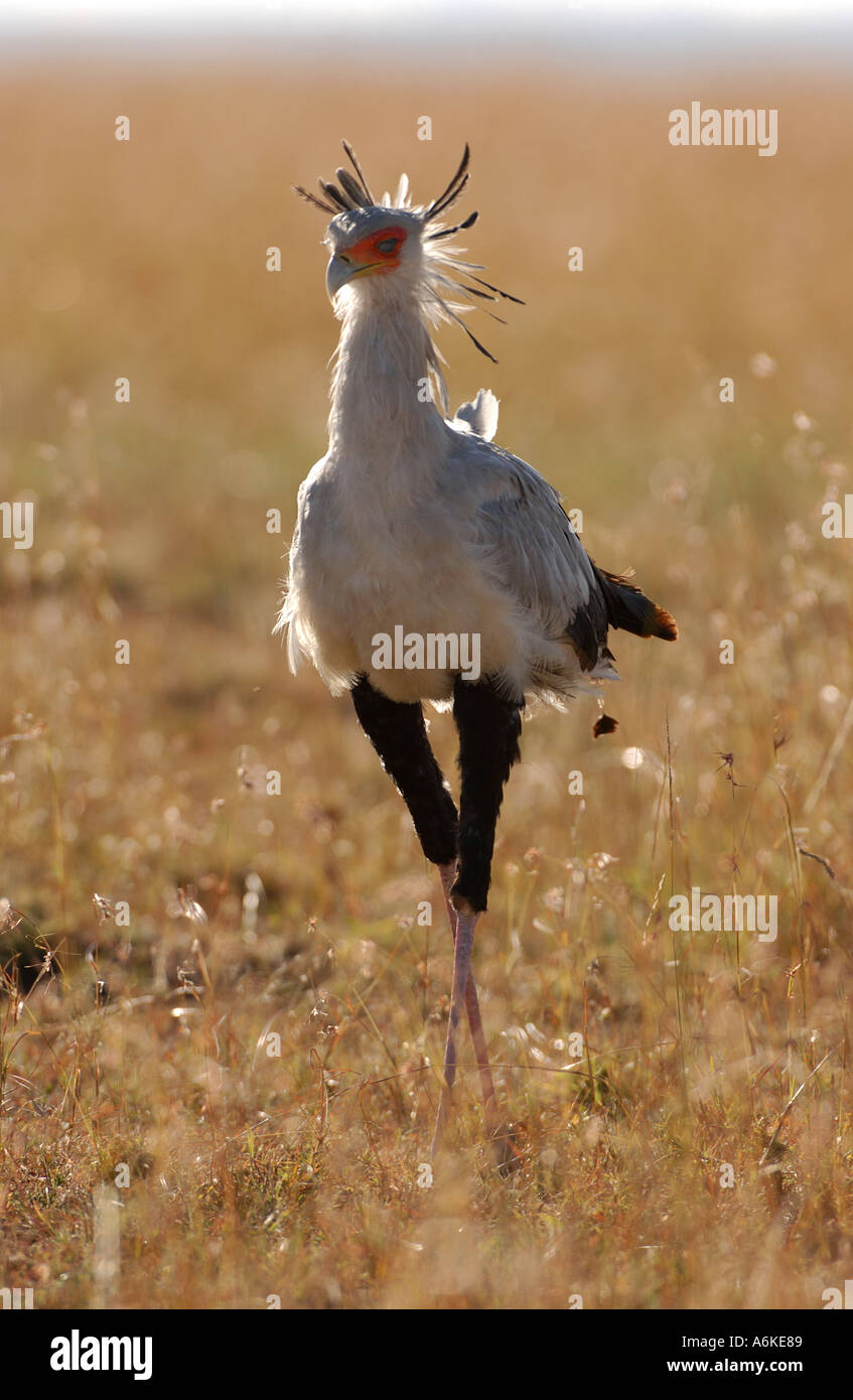 Secretarybird snake hi-res stock photography and images - Alamy