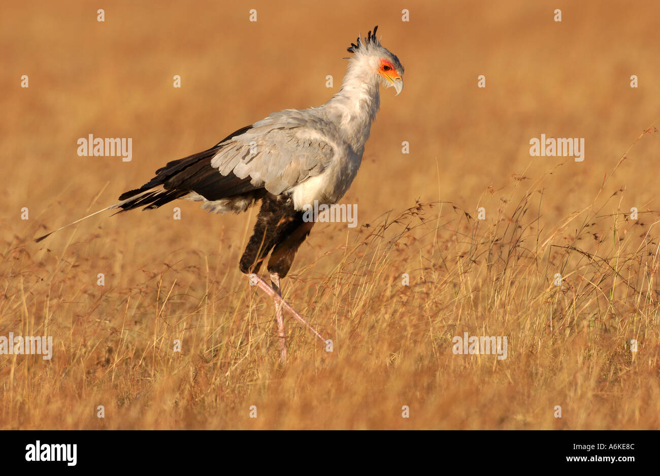 Secretarybird snake hi-res stock photography and images - Alamy Secretarybird snake hi-res stock photography and images - Alamy