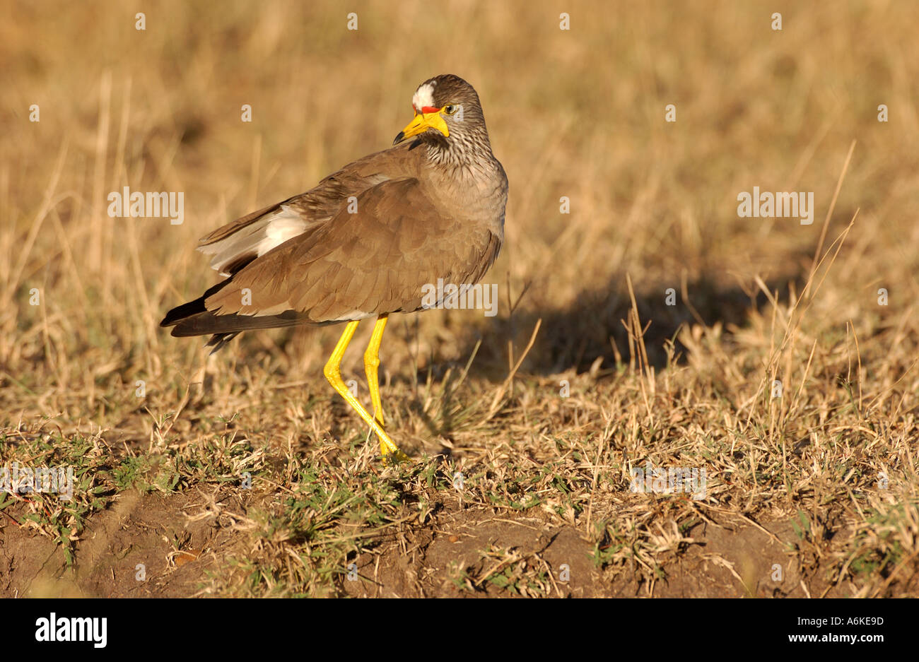 African Wattled Lapwing Stock Photo - Alamy