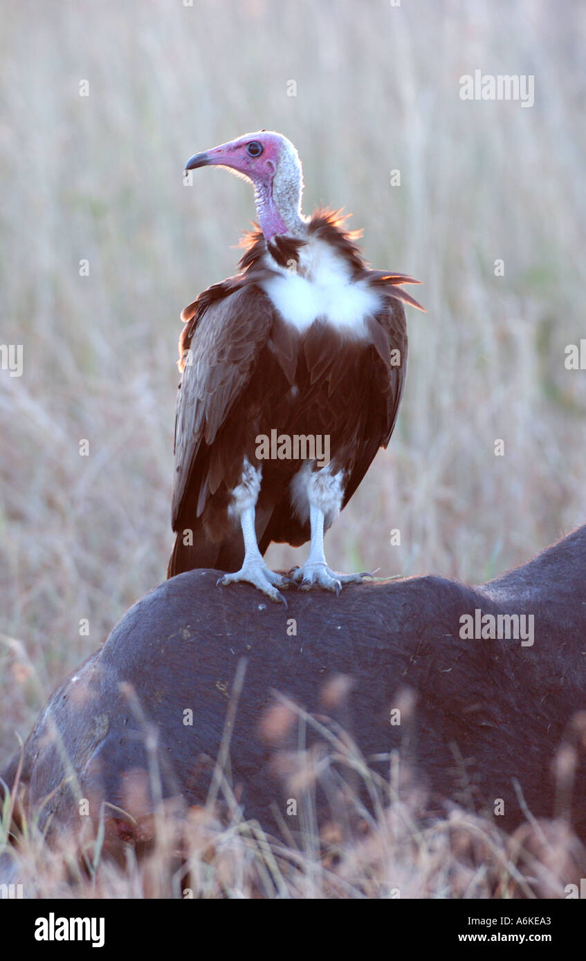 Hooded Vulture on buffalo carcass Stock Photo - Alamy