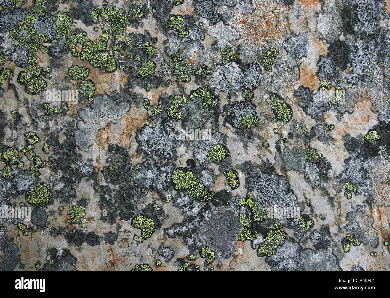 Lichen growing on rocks near Peyto Lake in Banff National Park Alberta ...