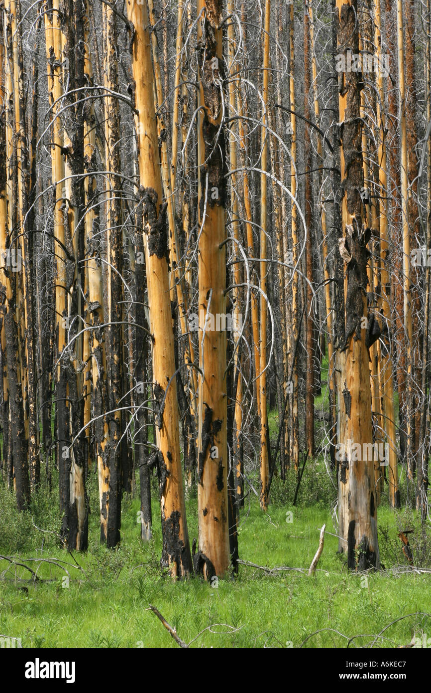 Trees in Banff National Park after a forest fire in the Canadian Rocky ...