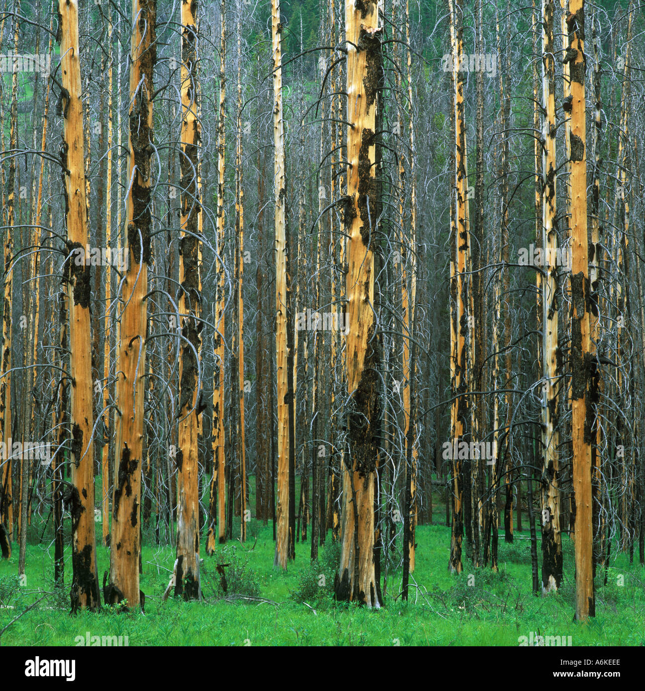 Trees in Banff National Park after a forest fire in the Canadian Rocky ...