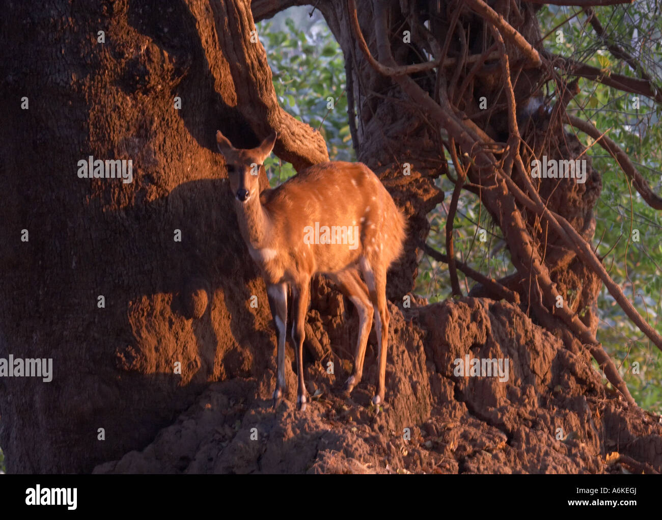 Bushbuck (Tragelaphus scriptus Stock Photo - Alamy