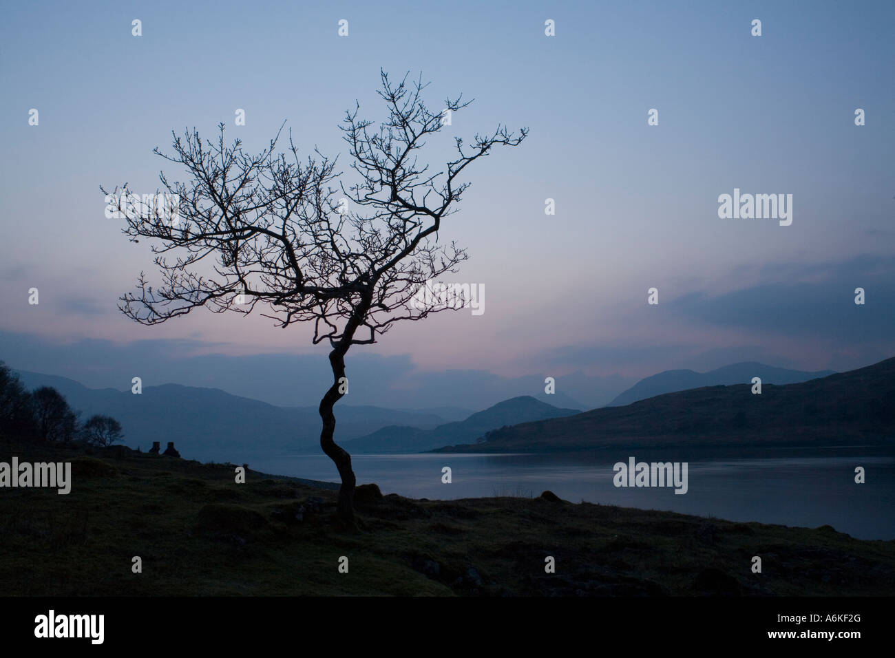 Lonely tree and Loch Spelve at twilight, Isle of Mull, Scotland Stock ...