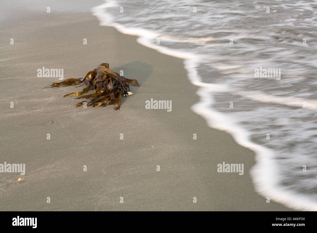 Tangle seaweed on sandy beach with incoming tide, Isle of Mull ...