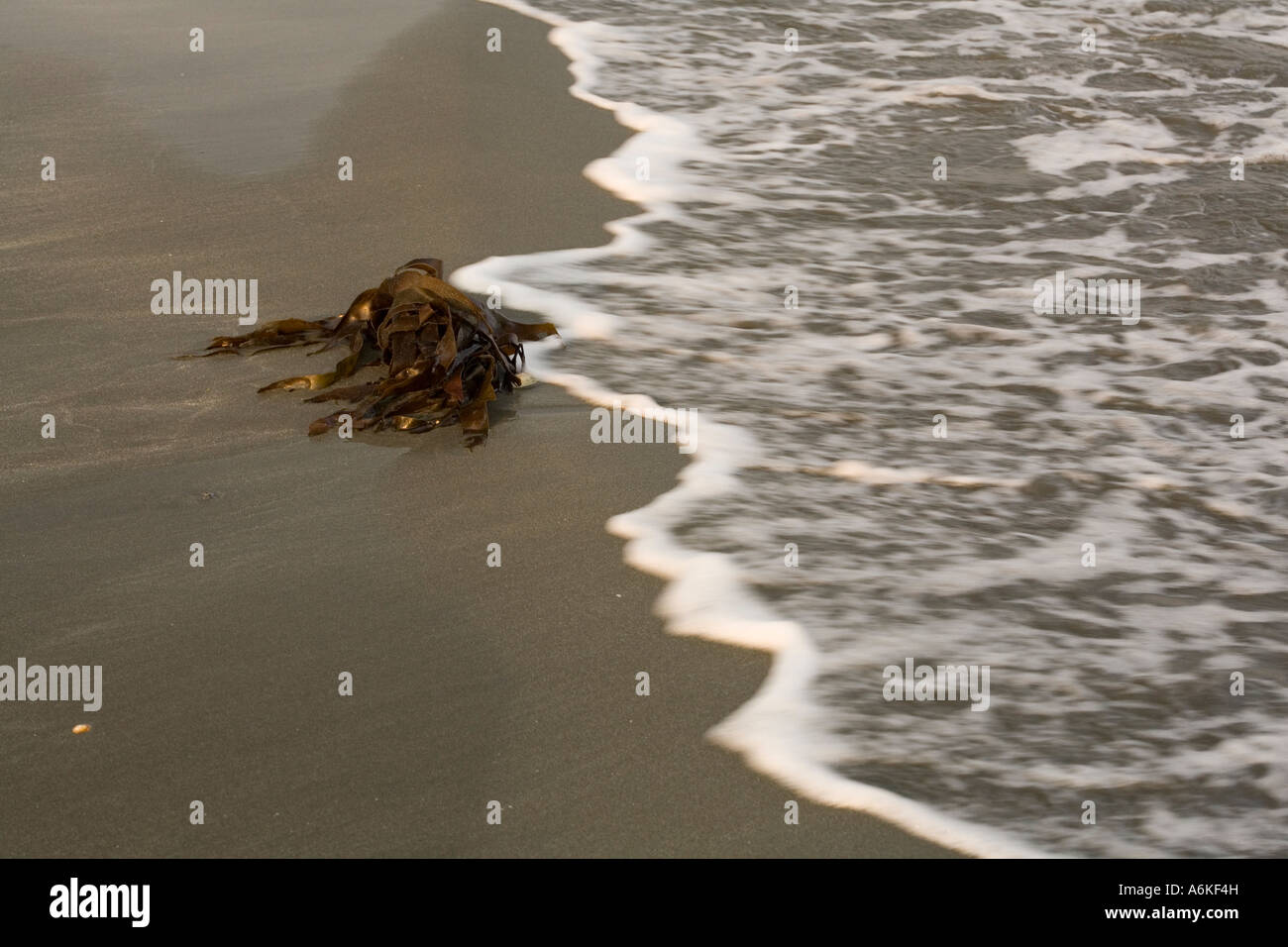 Tangle seaweed on sandy beach with incoming tide, Isle of Mull ...