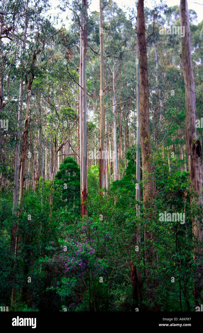 Temperate eucalyptus forest Victoria Australia Stock Photo - Alamy