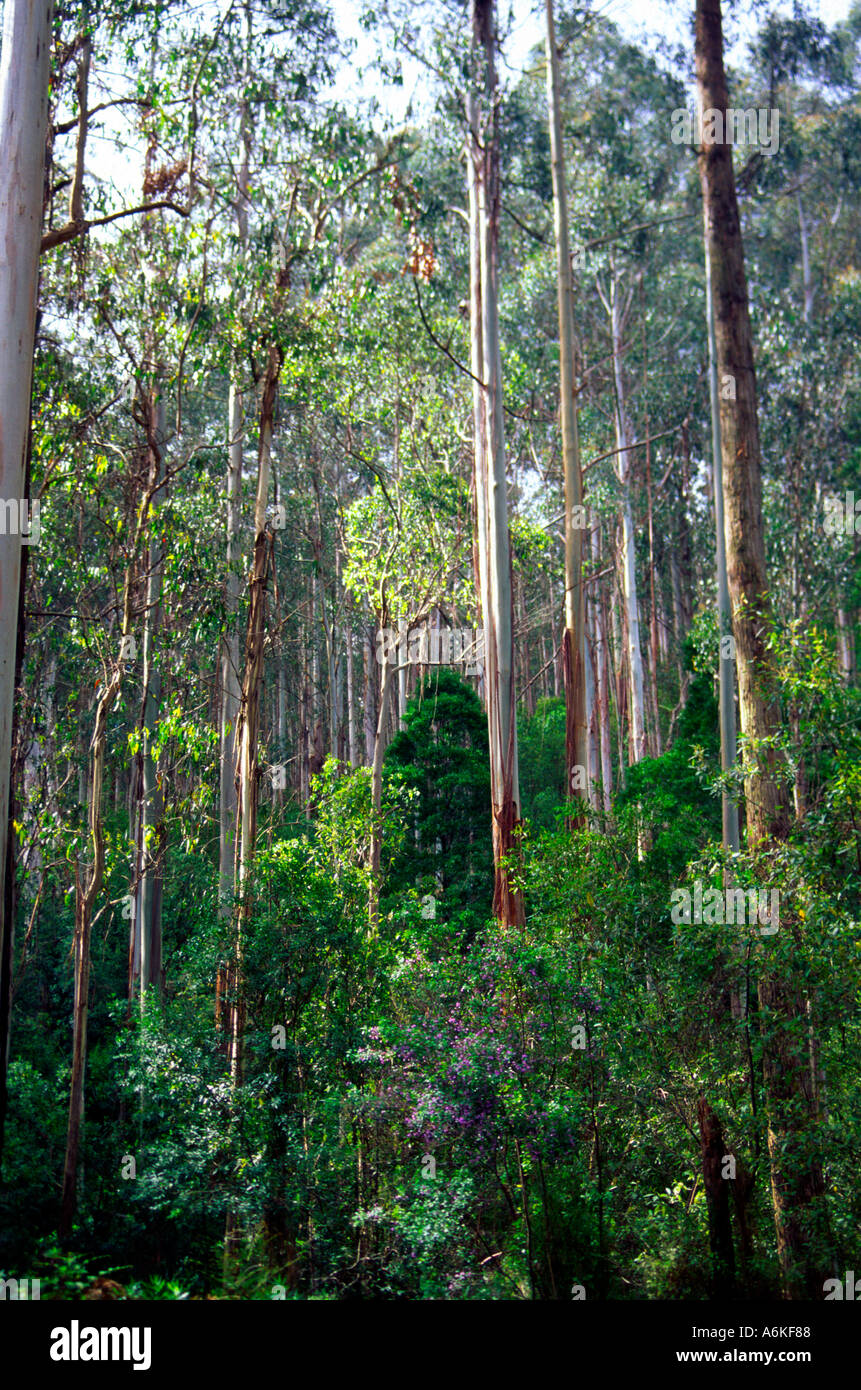 Temperate eucalyptus forest Victoria Australia Stock Photo - Alamy