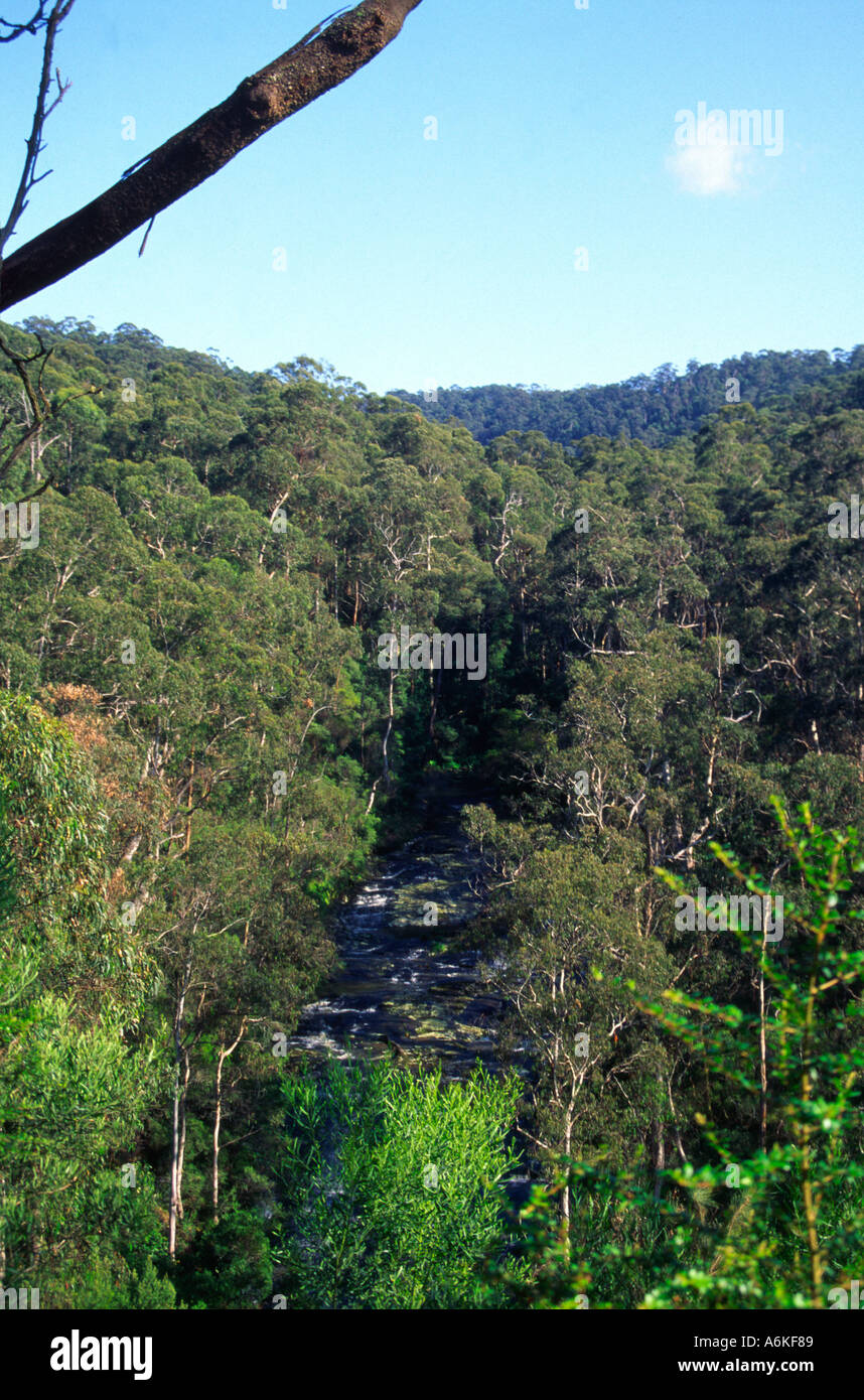 River valley through temperate eucalyptus forest Victoria Australia ...