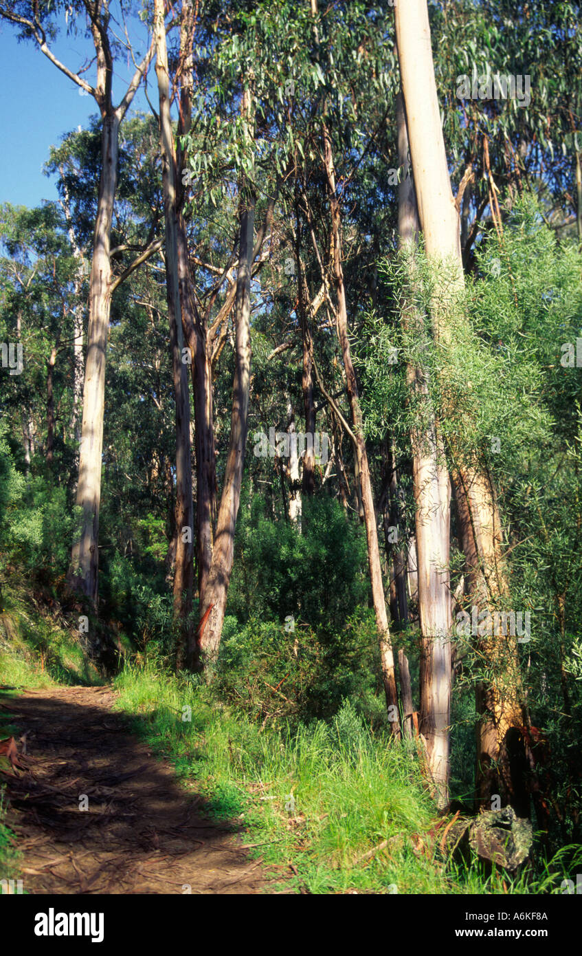 Temperate eucalyptus forest Victoria Australia Stock Photo - Alamy