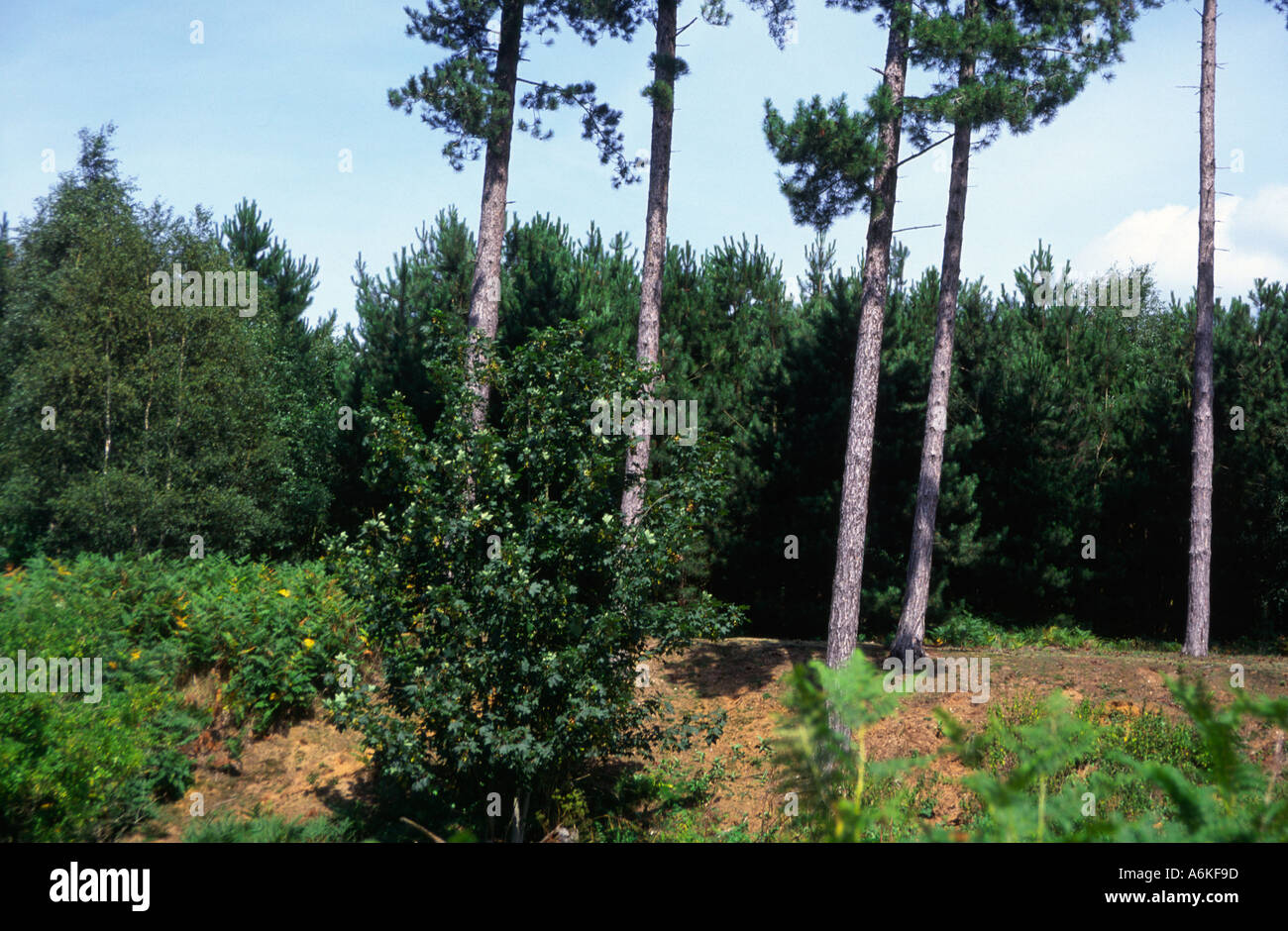 Pine trees Suffolk Sandlings Suffolk England Stock Photo - Alamy