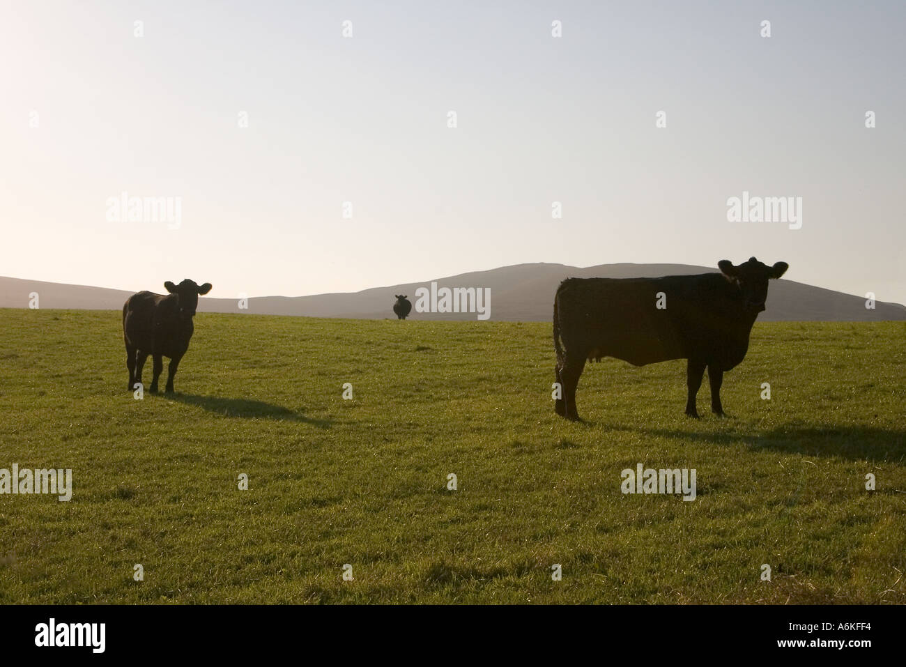 dh Aberdeen angus Cows ANIMALS SCOTLAND UK Cattle silhouette field ...