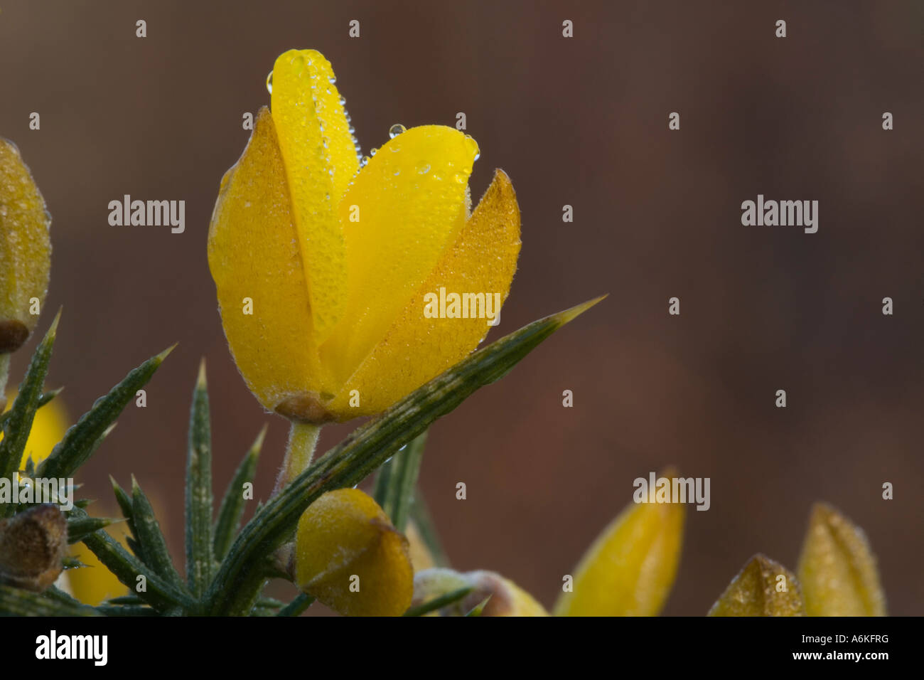 Ulex europaeus flower hi-res stock photography and images - Alamy