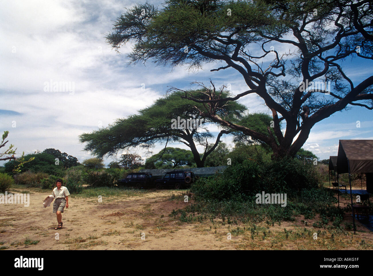 Giant ACACIA TREES provide protection from the heat of the day at our ...