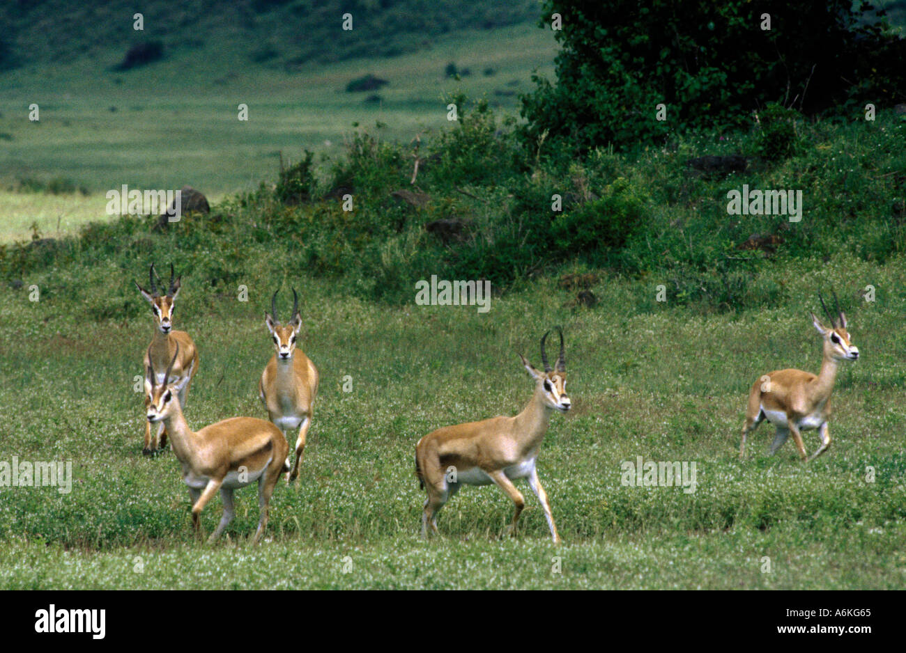 Thomson´s gazelle herd hi-res stock photography and images - Alamy