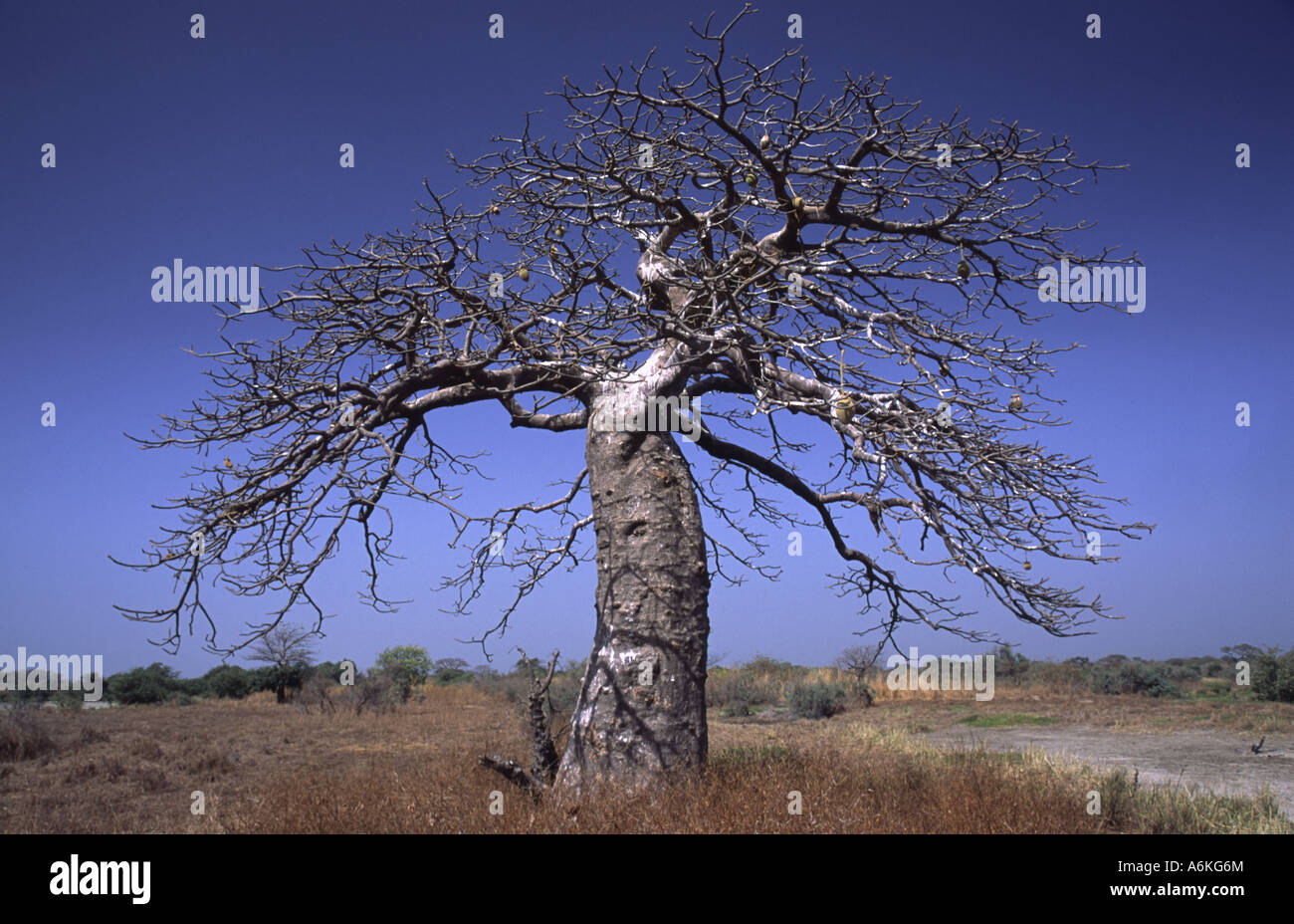 Baobab tree on Ginak Island, Gambia, West Africa Stock Photo - Alamy
