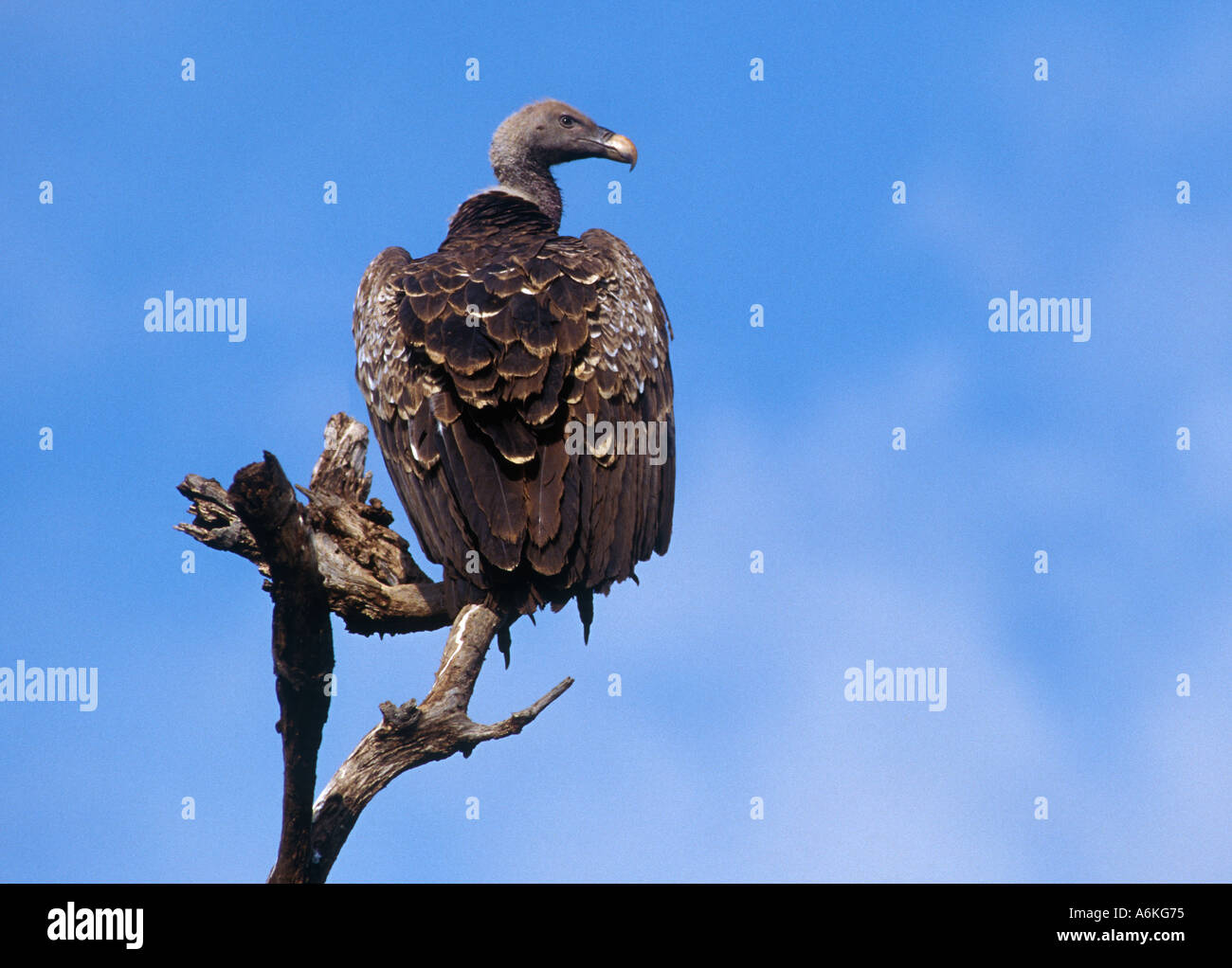 RUPELL S VULTURE roosts on a dead tree LAKE MANYARA NATIONAL PARK ...